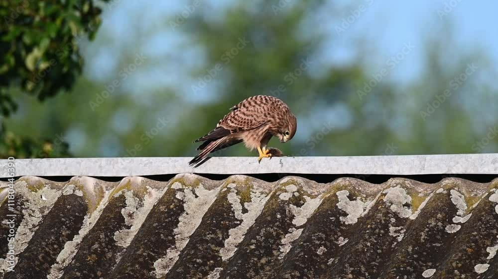 The common kestrel rips apart and eats a mouse. A beautiful bird of ...