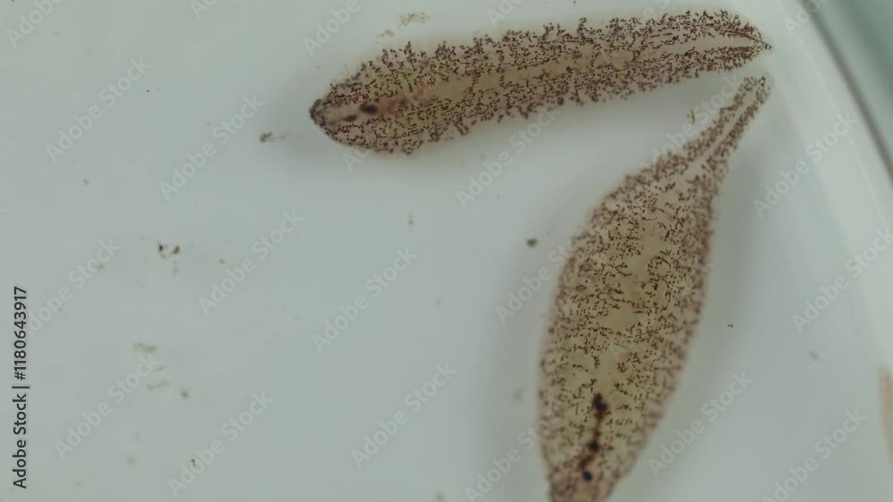 Leeches are segmented worms that belong to the phylum Annelida and ...