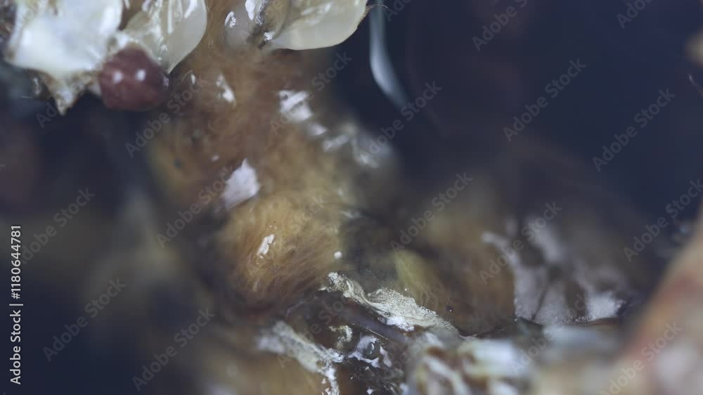 Leeches are segmented worms that belong to the phylum Annelida and ...