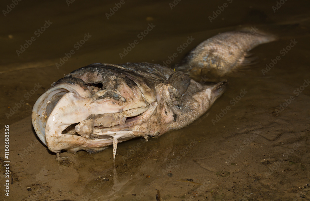 Poster Environmental disaster – Wall Art | UkPosters