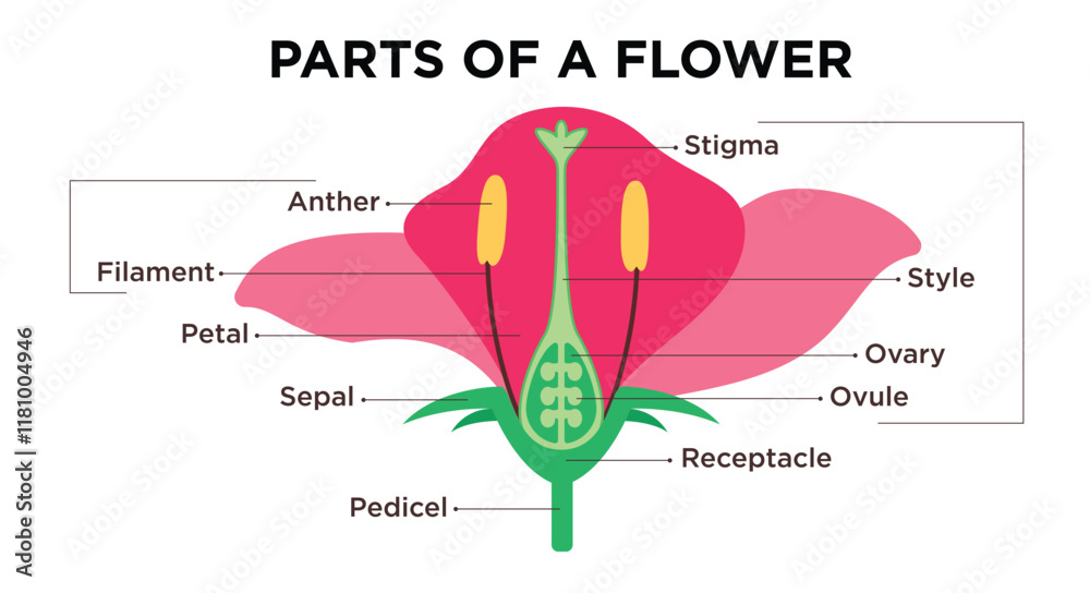 Flower parts diagram clipart design. Flower anatomy and infographic ...