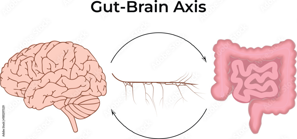 Póster Gut-Brain Axis Science Design Vector Illustration Diagram ...