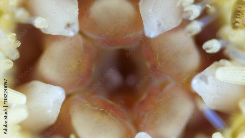 Oral side of sea urchin strongylocentrotus pallidus under microscope ...