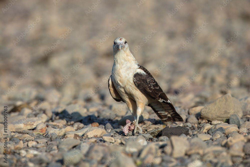 Photo & Art Print Yellow-headed caracara (Milvago chimachima) is a bird ...