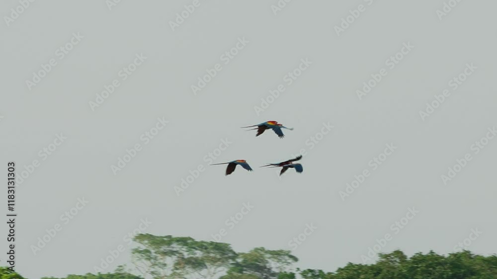 Four Scarlet Macaws (Ara macao) perched in the Amazon rainforest ...
