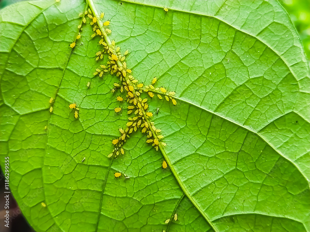 Photo & Art Print A close-up of a green leaf infested with many small ...