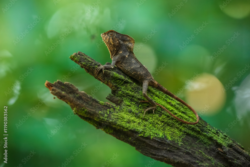 Poster Smooth helmeted iguana sometimes also known as helmeted iguana ...