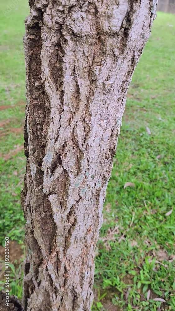 Podocarpus neriifolia or ki putri is a conifer tree belonging to the ...