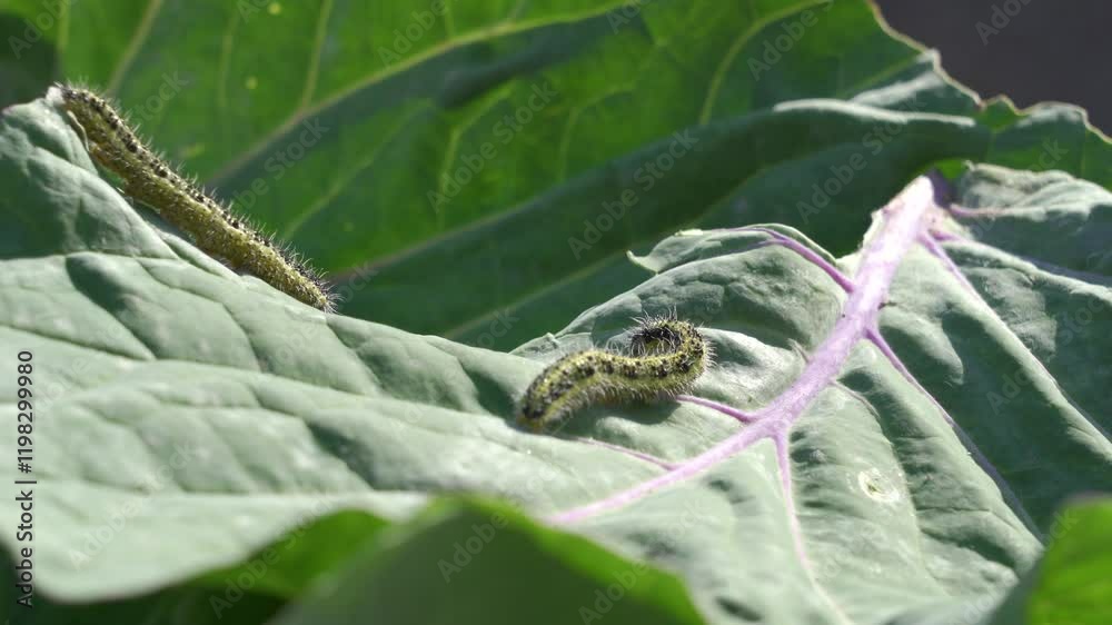 Close up on two large white larvae also called as cabbage white ...