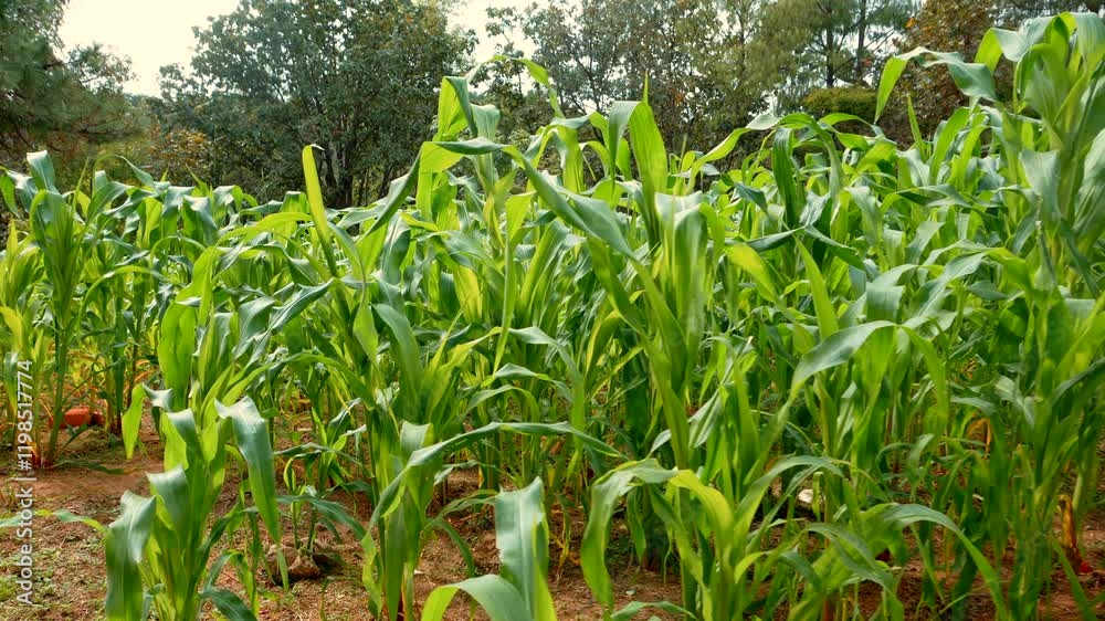 sembradio de maiz elote creciendo en campo rancho de pueblo mexicano ...