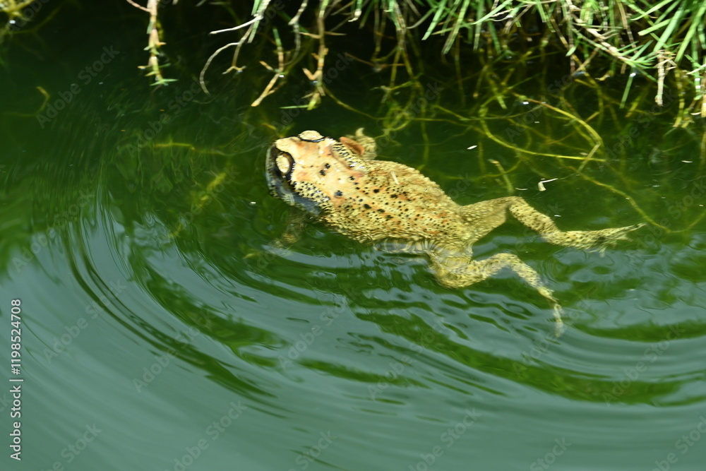 Poster photo of a frog in a pond in the morning before noon – Wall Art ...