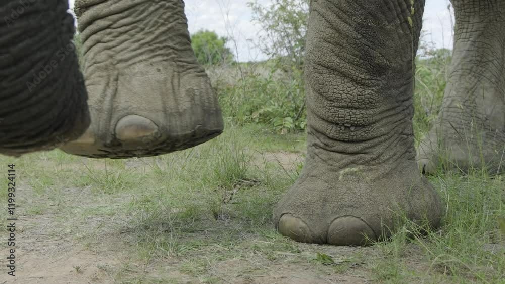 Elephant trunk up close. Doing tricks. Elephant holding up his foot ...