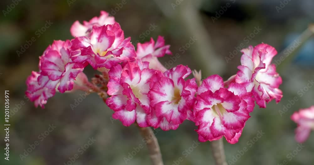 White adenium flowers with pink edges.Thai people like to plant Adenium ...