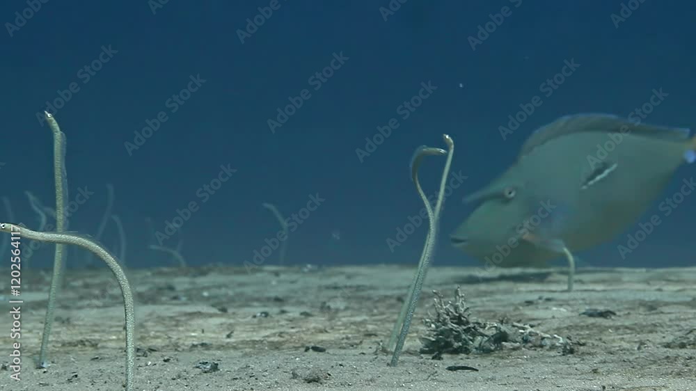Beneath the tranquil waters of the Red Sea, a lively colony of sea sand ...