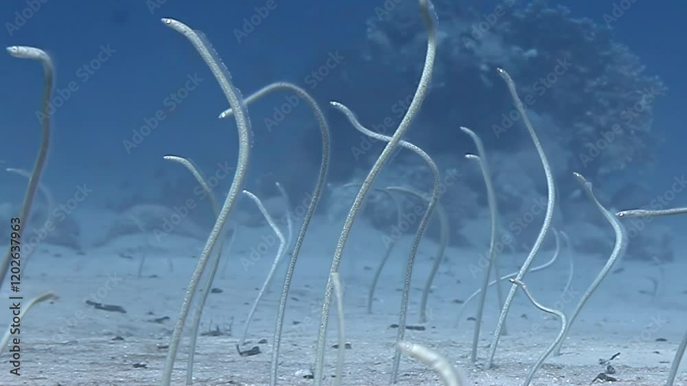 On captivating seabed of Red Sea, colony of sea sand eels gracefully ...
