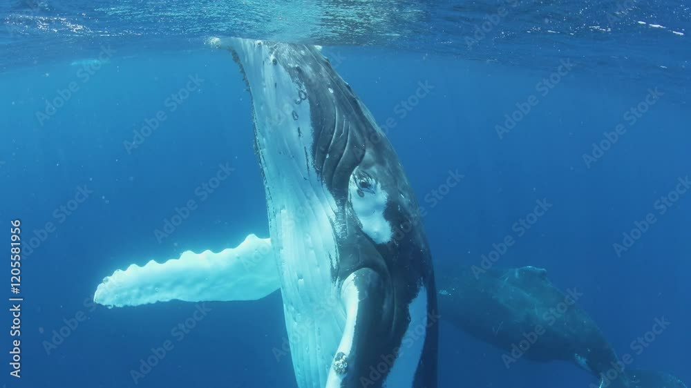 Witness majesty of humpback whale and her young calf as they gracefully ...
