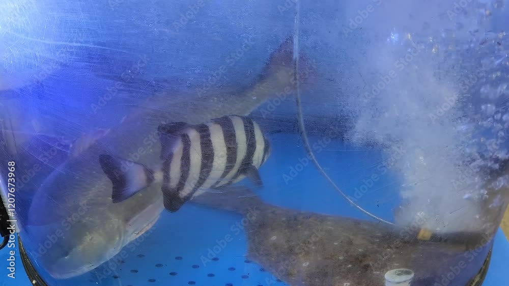 Live Dascyllus aruanus fish for sale at a fish market in Korea. Asian ...