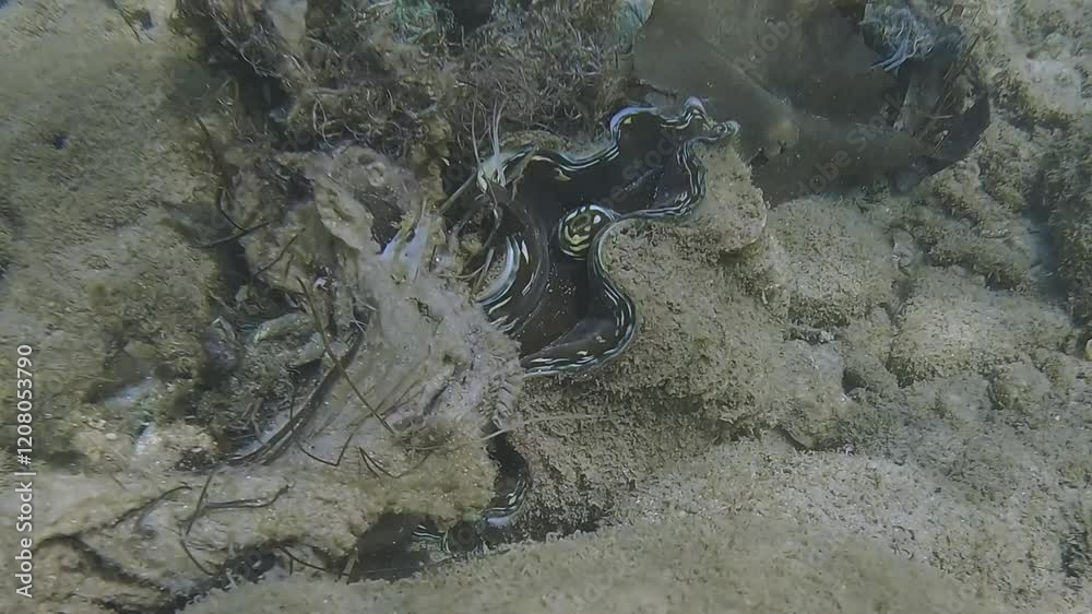 A giant clam (Tridacna sp.) lies surrounded by plastic and fabric waste ...