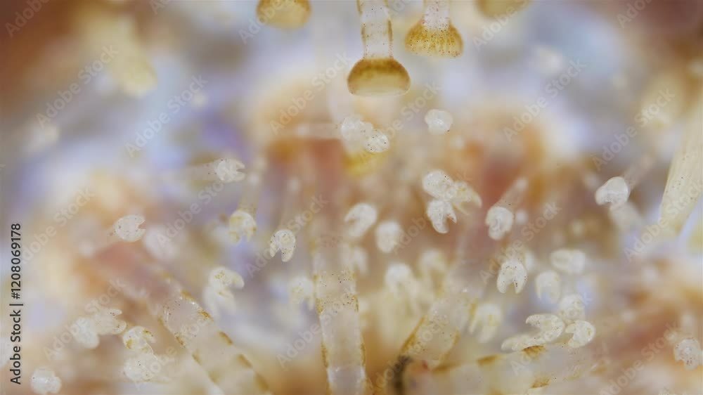 Sea urchin strongylocentrotus pallidus under microscope, phylum ...