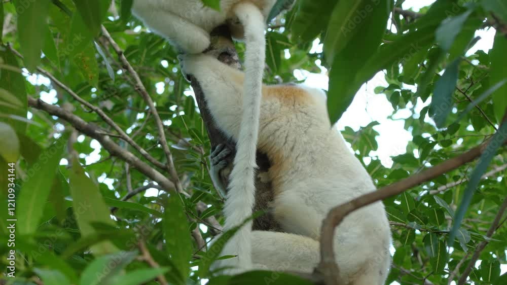 In this humorous footage, a crowned sifaka (Propithecus coronatus ...