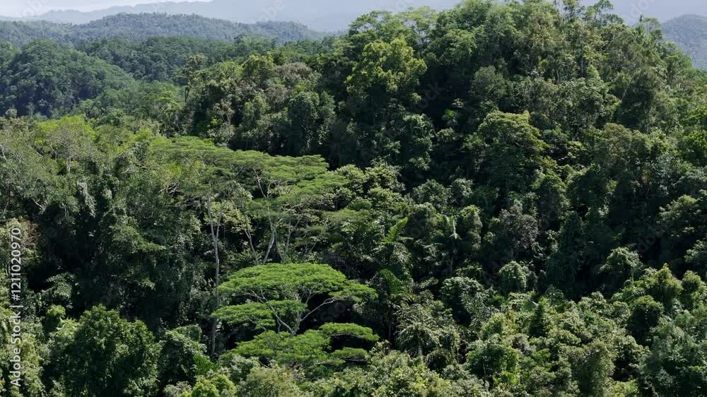 Experience cinematic atmospheric aerial footage of rainforest foliage ...