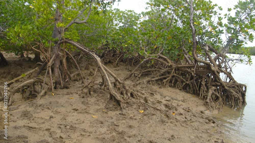 Rhizophora mangle, also known as the red mangrove, is a broad-leaved ...