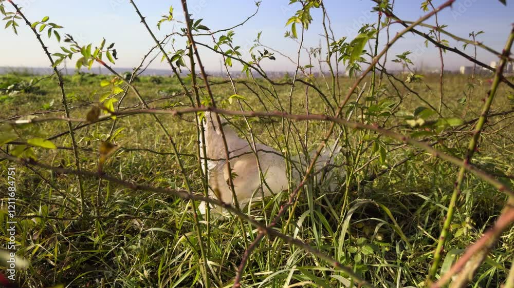 Plastic waste nestled in the branches of a bush. Environmental ...