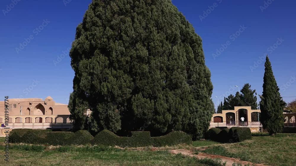 Zoroastrian cypress Sarv 4500 years old, in the province of Yazd. Iran ...