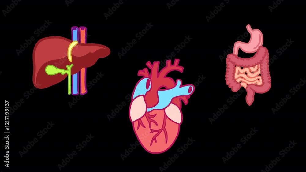 Stockvideon Three cartoon hand drawn animations of human organs ...