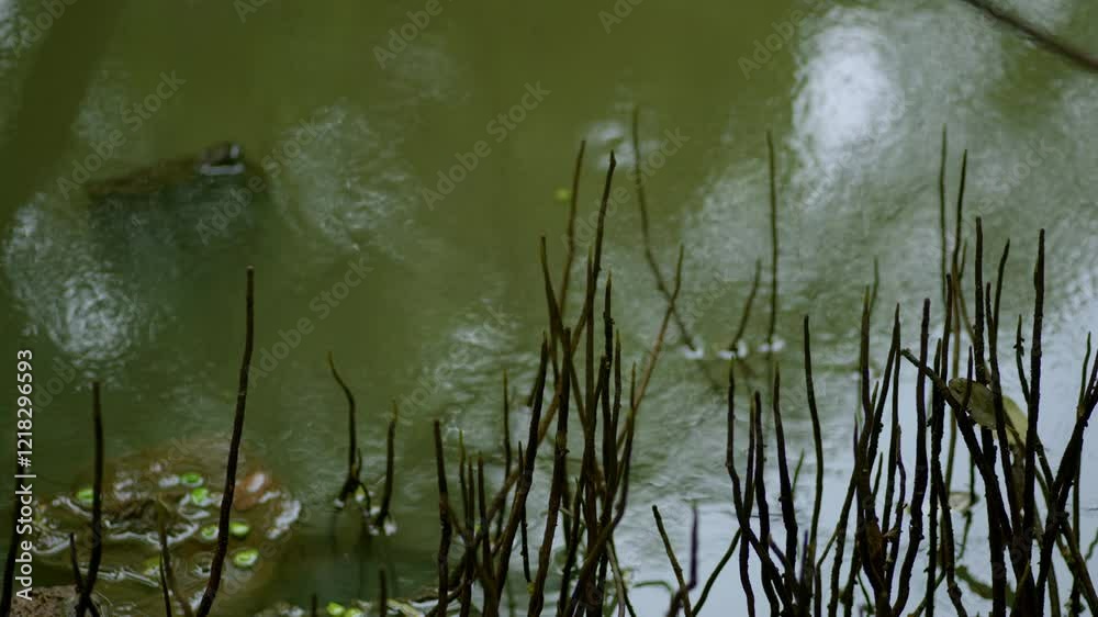 Mangrove seedling root growth video, mangrove swamp, mangroves habitat ...