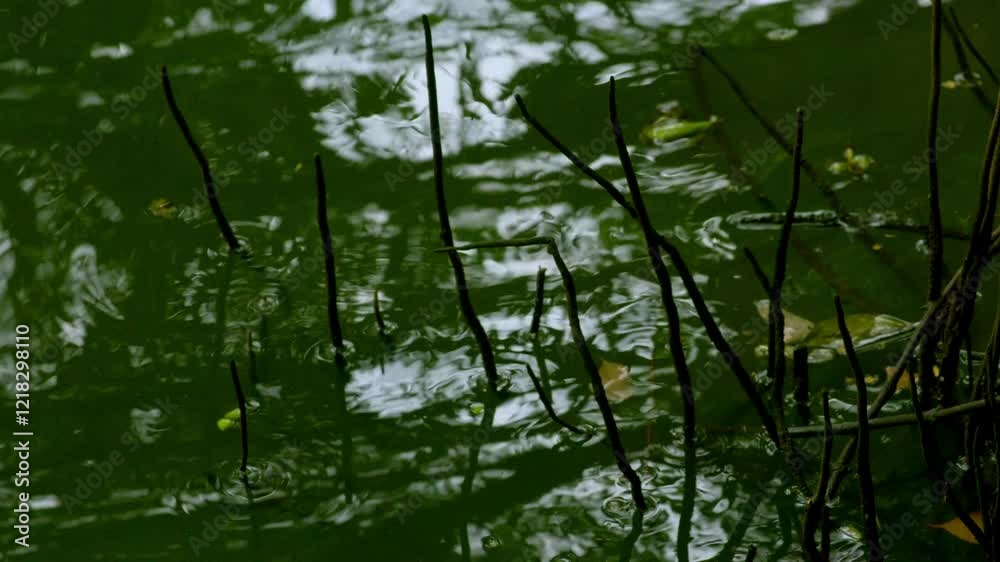 Mangrove seedling root video, mangrove swamp, mangroves habitat and ...
