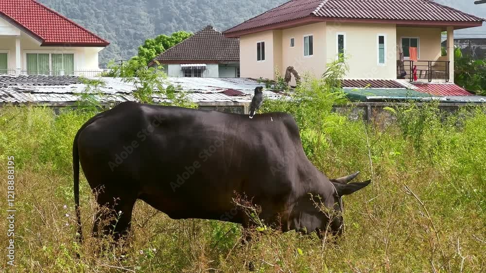 Bird sits on back of cow eating grass near village buildings and wooden ...