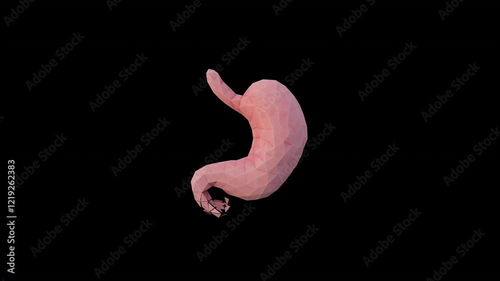 Low polygon human stomach animation, origami human stomach. Polyfolding ...