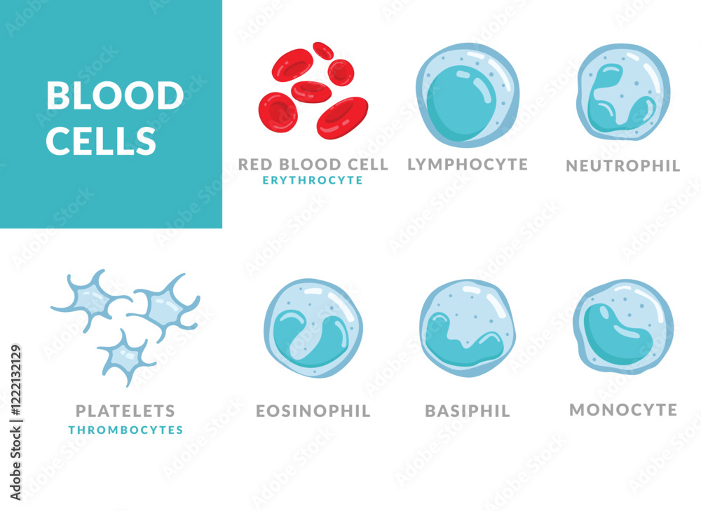 Poster set of Blood cell erythrocyte Platelets white blood cells ...