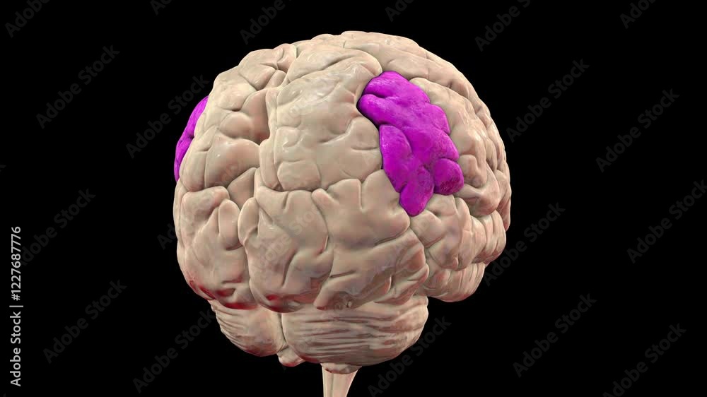 3D animation of a human brain rotating 360 degrees with the angular ...