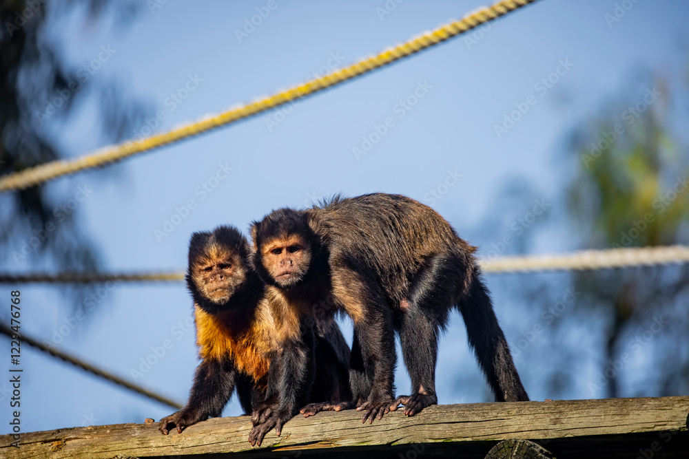 Poster The golden-bellied capuchin (Sapajus xanthosternos) is a species ...
