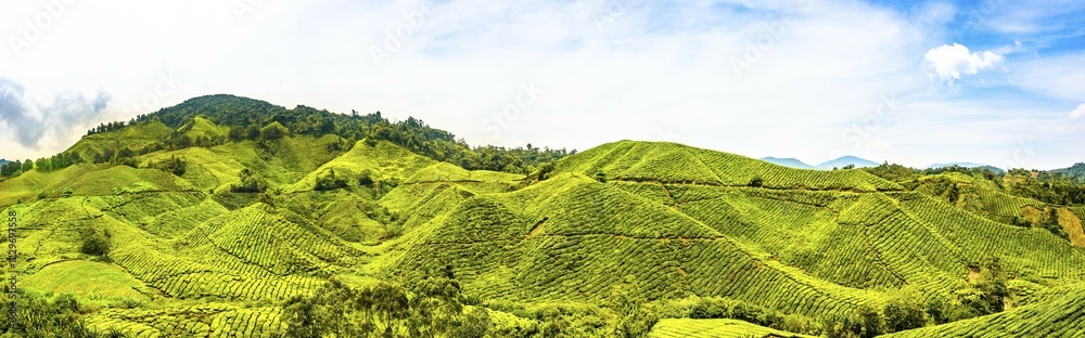 Poster Tea plantations, Cameron Highlands, Tanah Tinggi Cameron ...