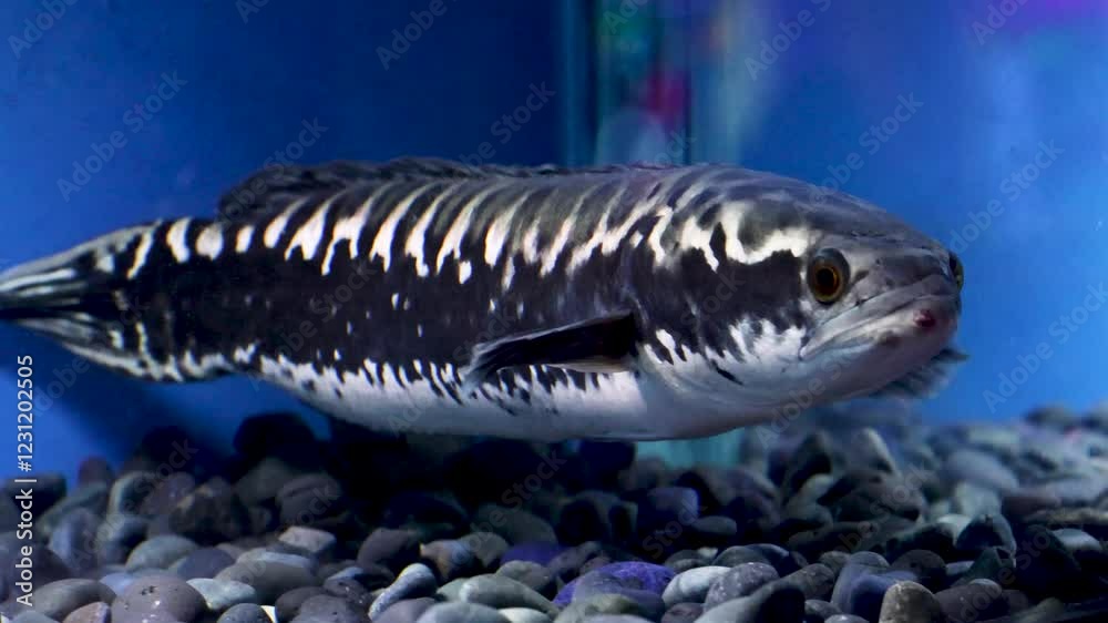Snakehead fish swimming in aquarium, predatory fish with long dorsal ...