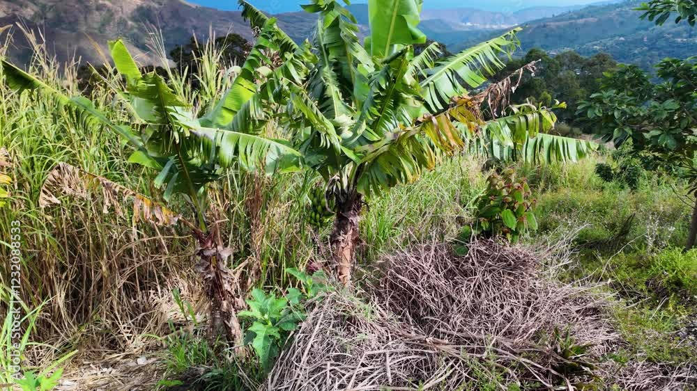 A vibrant banana plant growing on a scenic mountainside in Colonia ...