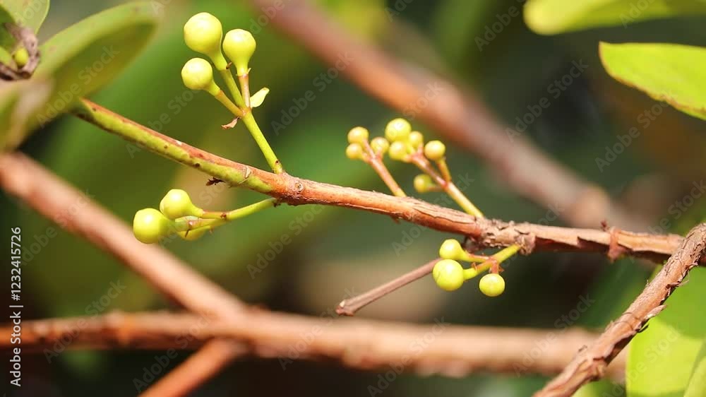 Java appale, wax apple , Syzygium samarangense fruits on tree. The tree ...