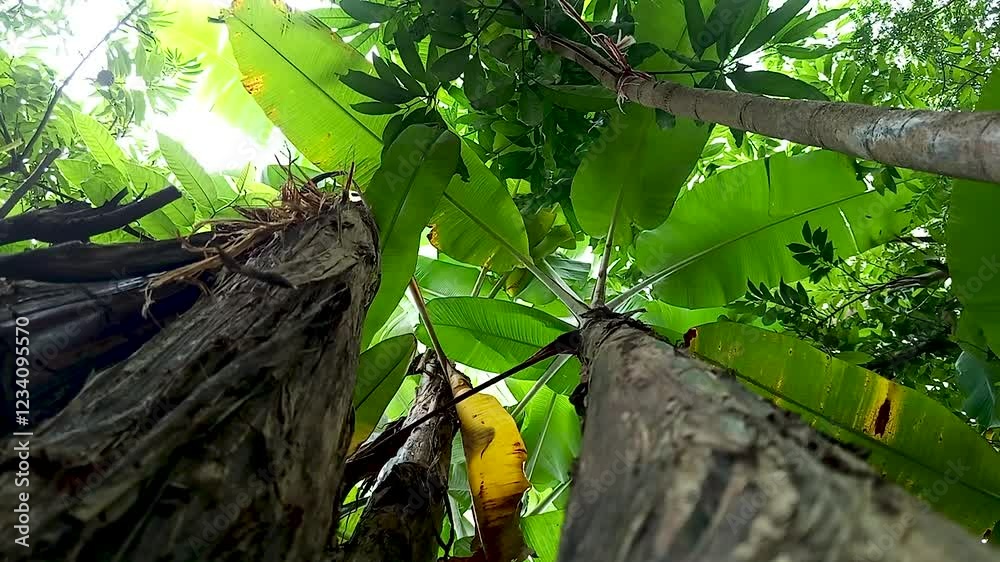Low-angle shot under a banana tree or Musa paradisiaca, a banana is a ...