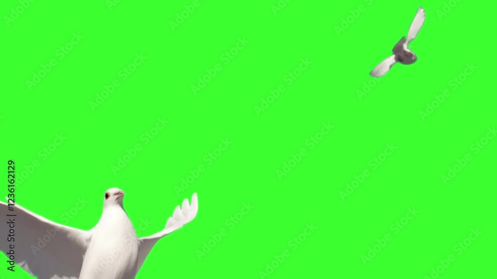 white dove peace symbol on green screen, 2 Romantic Doves, Realistic ...