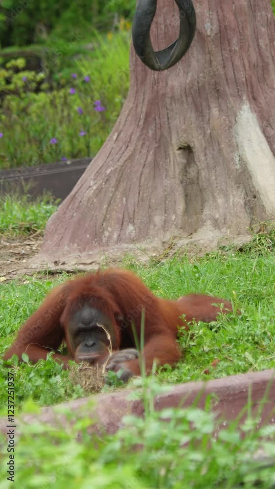 serene image of Sumatran orangutan or Pongo abelii, highlighting ...