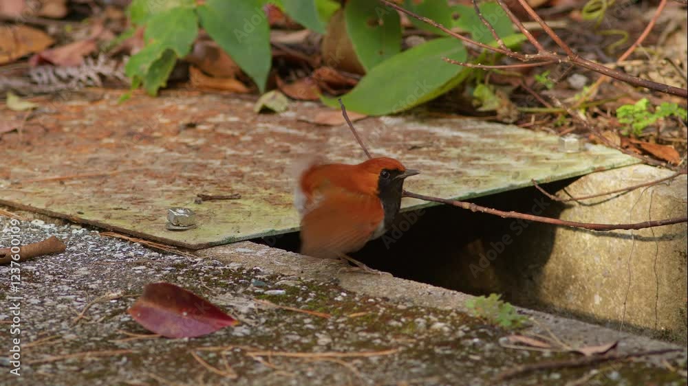 A Ryukyu Robin Hopping on the Ground and Beating Wings. Stock Video ...