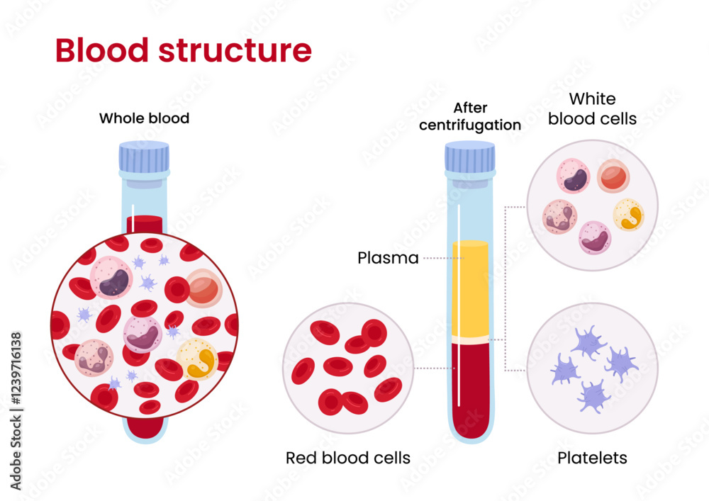 Póster Vector diagram of blood composition. Educational illustration ...