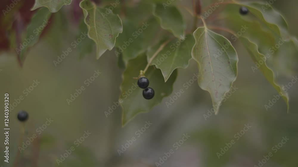 Tokyo,Japan - February 3, 2025: Ripe berries of camphor tree in winter ...