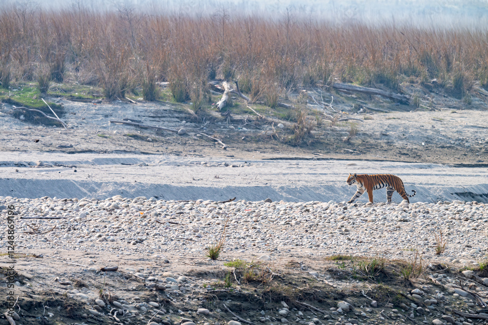 Poster A tigress walking on white stone-bed of the the vast open ...