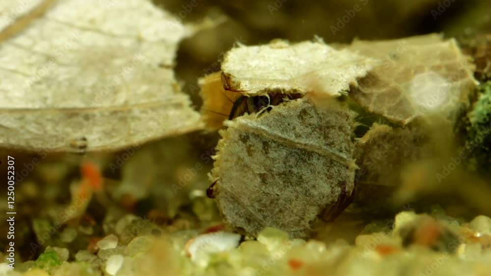 Caddisfly larva (Limnephilus sp.) underwater in a pond, series 002 ...
