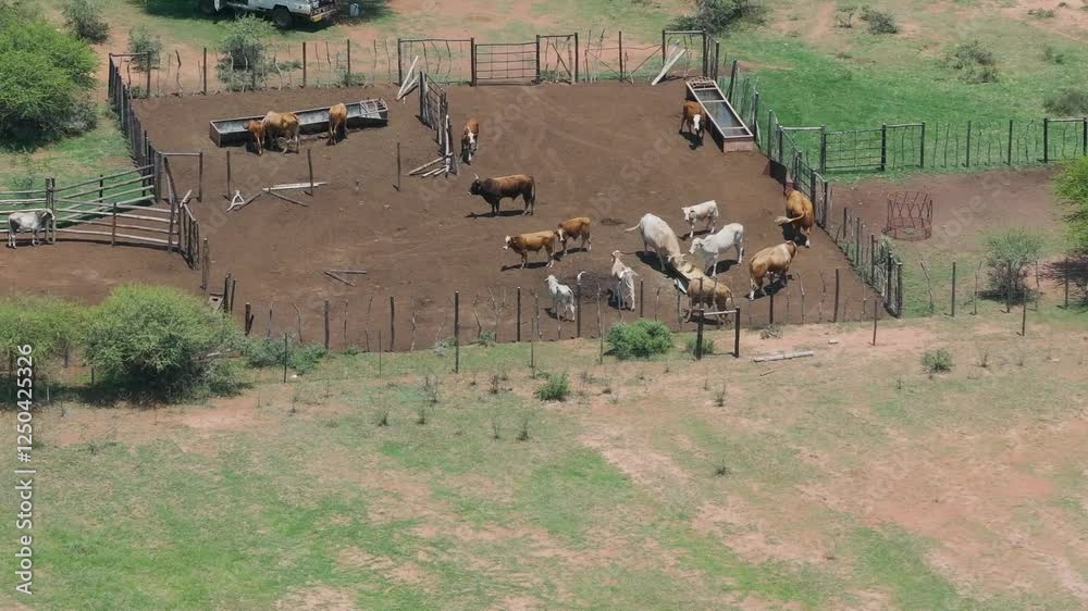 african landscape aerial view , goat and cattle farm with shack ...