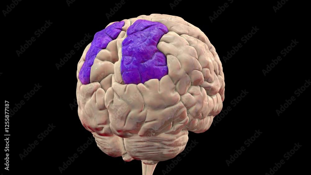 3D animation of a human brain rotating 360 degrees with the superior ...